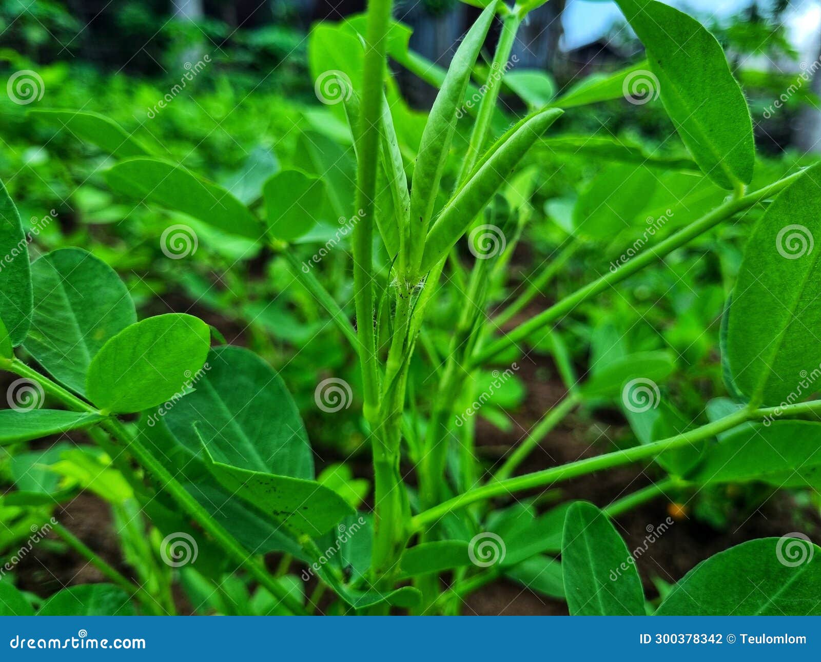 Young Shoots of Peanut Plants Stock Photo - Image of leaf, plant: 300378342