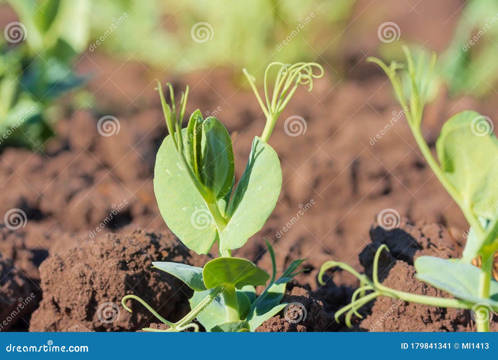 The young shoots of peas stock image. Image of plant - 179841341