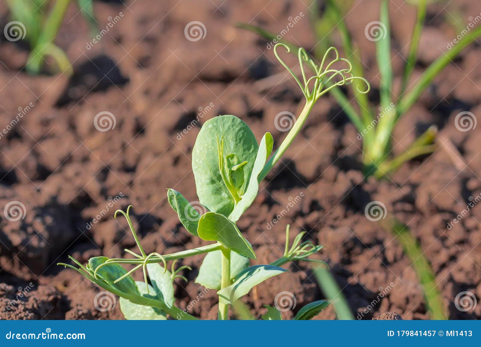 The young shoots of peas stock image. Image of crop - 179841457