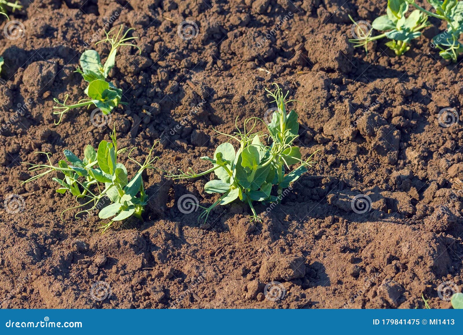 The young shoots of peas stock image. Image of spring - 179841475