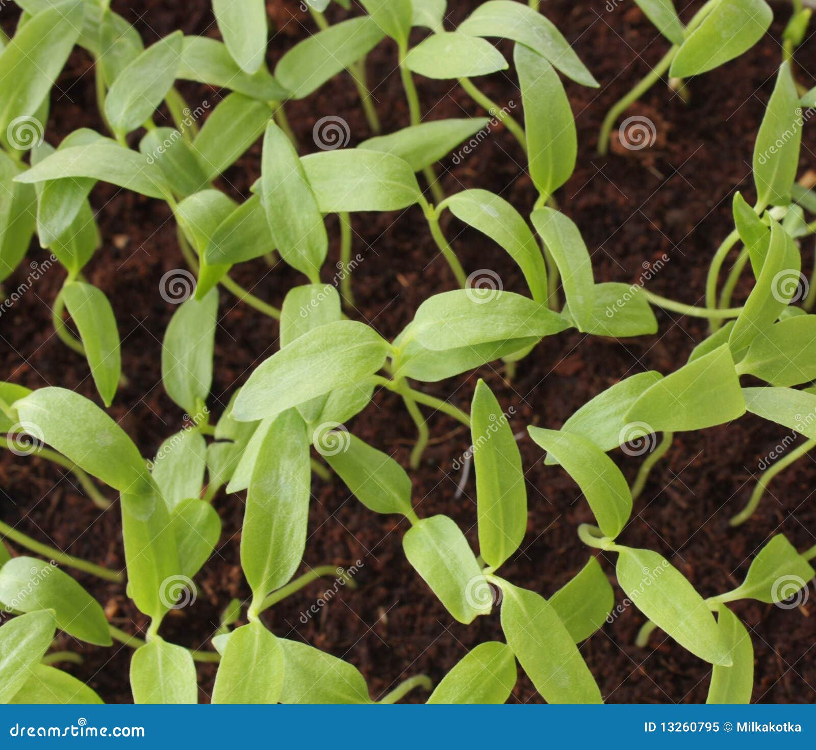 Young shoots of pepper stock image. Image of seedlings - 13260795