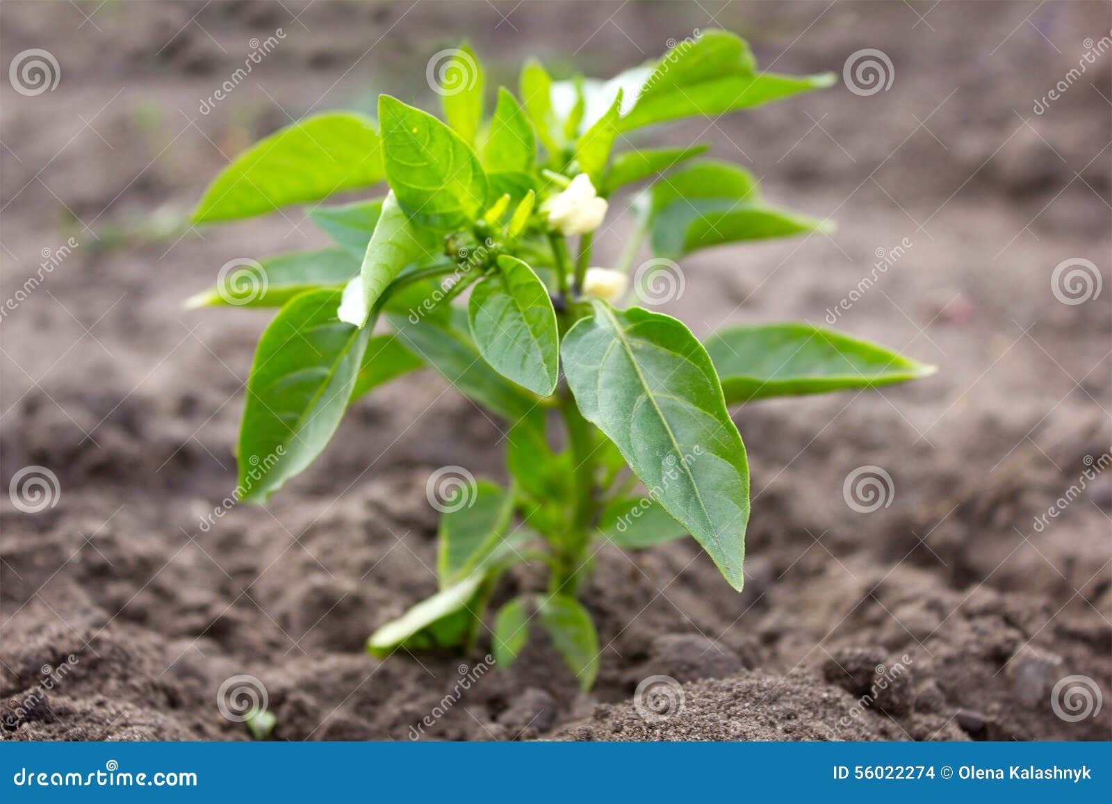 Young shoots of pepper stock photo. Image of countryside - 56022274