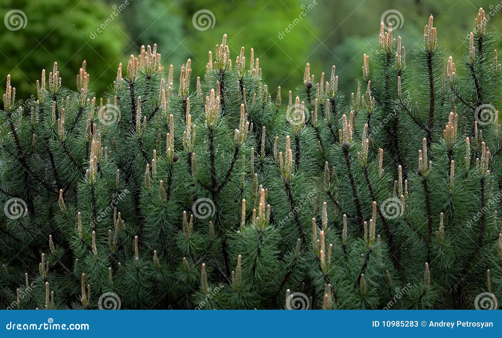 Young shoots of pine stock image. Image of needles, forest - 10985283