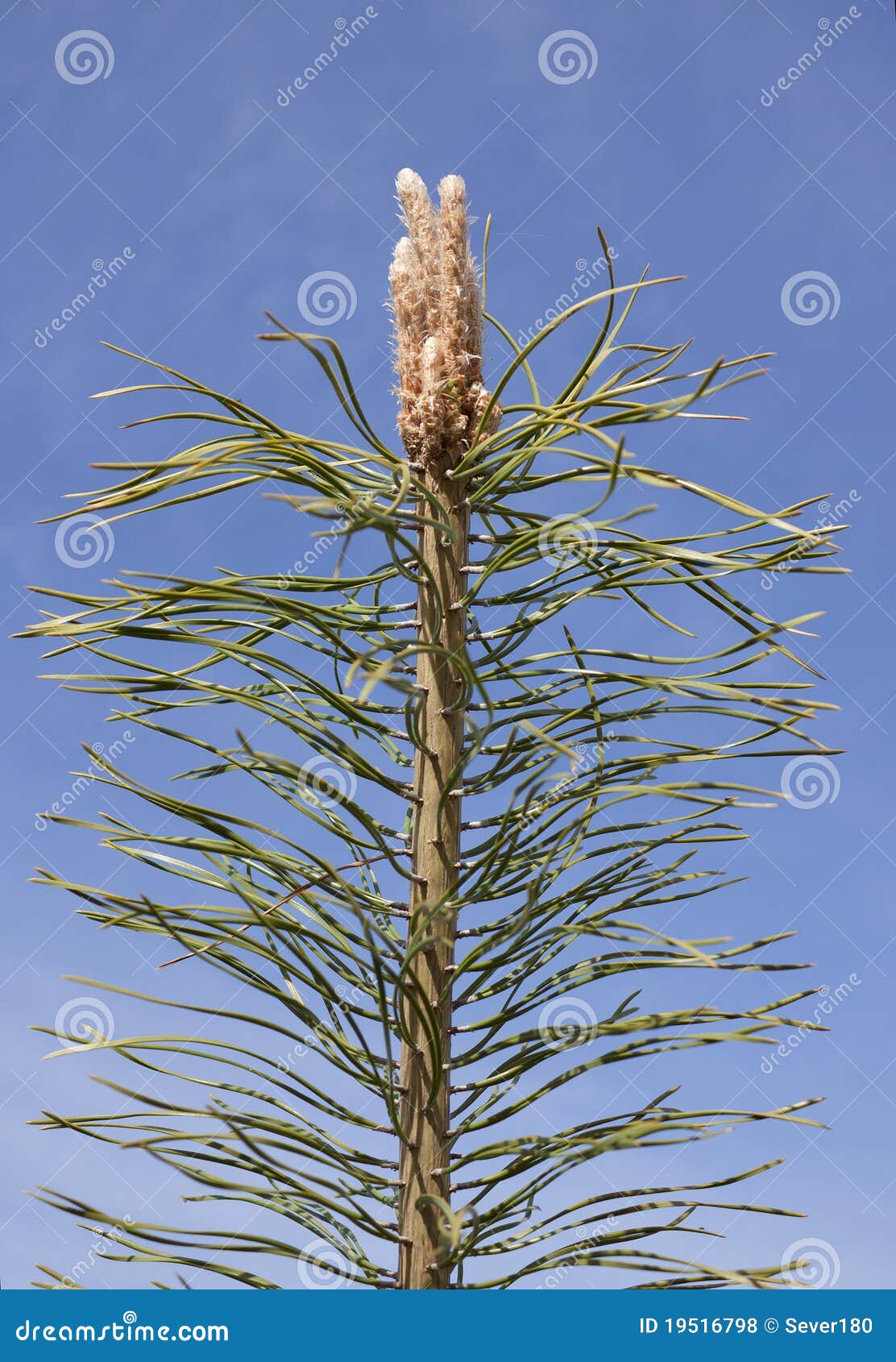 Young shoots of pine stock photo. Image of blueness, plants - 19516798