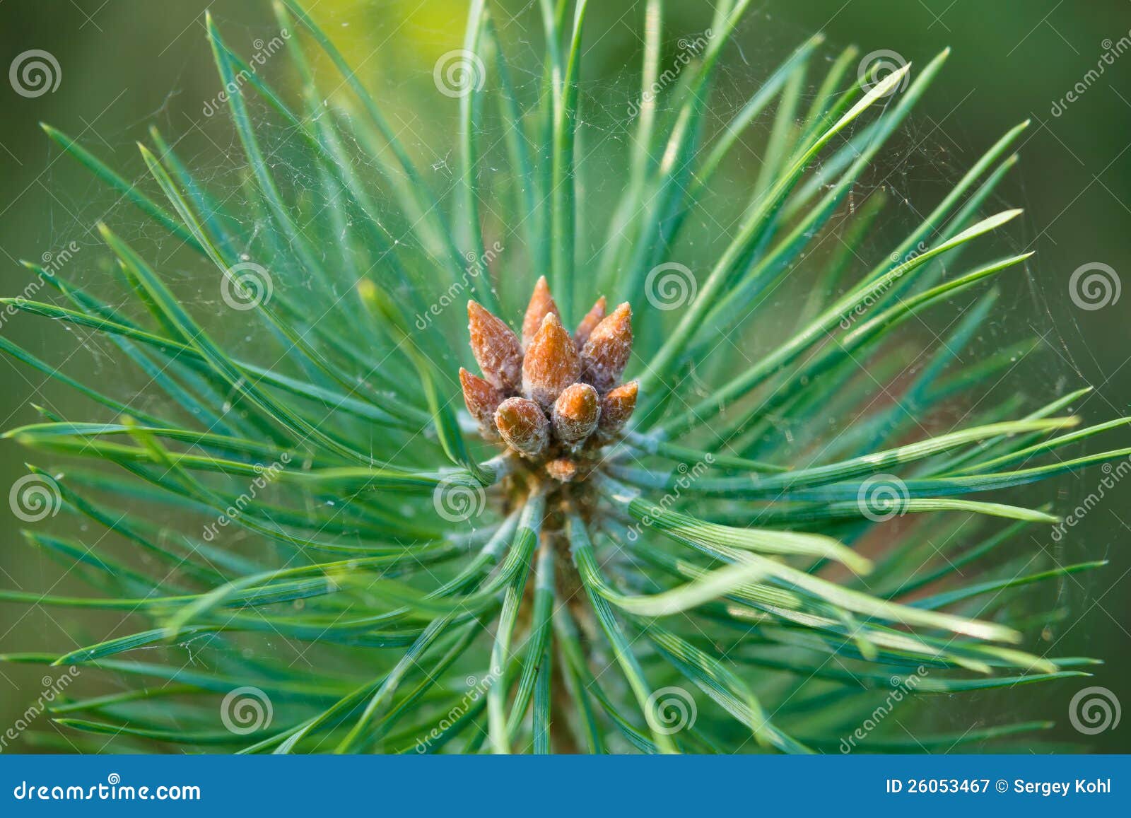 Young shoots of pine stock image. Image of life, leaves - 26053467