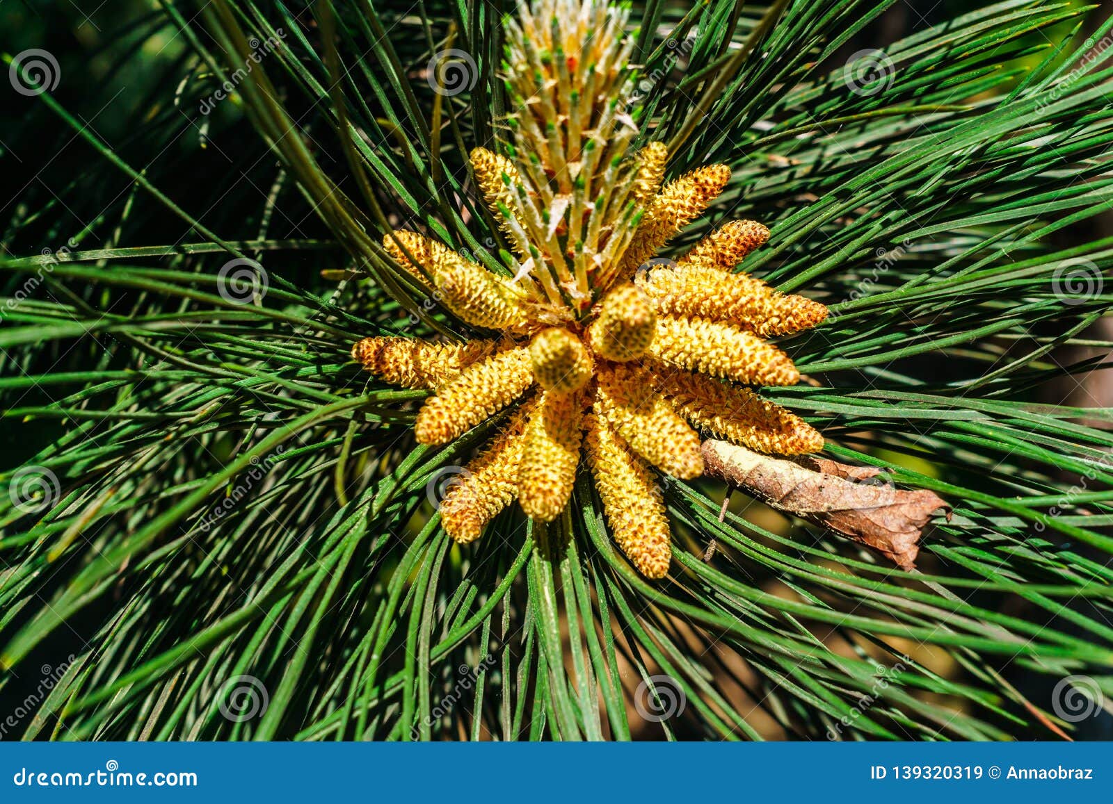 Young Shoots of Pine in Early Spring Stock Image - Image of needle ...