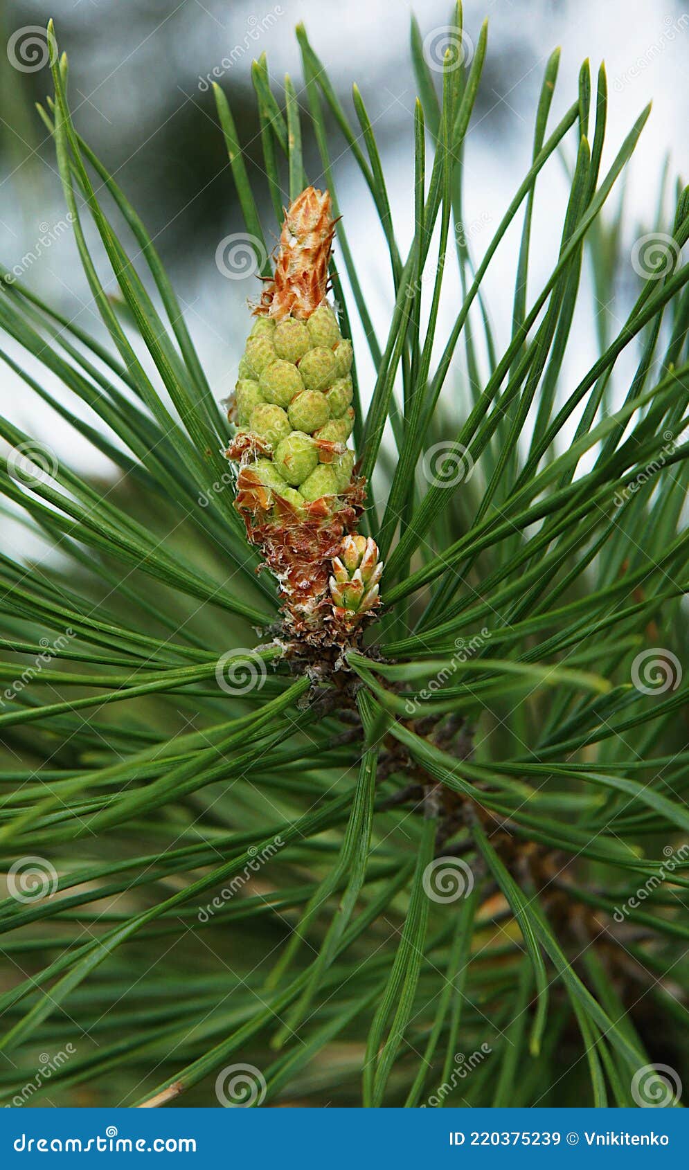 Young shoots of pine stock image. Image of spring, pinus - 220375239