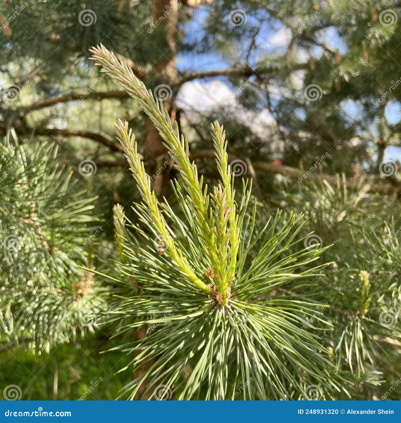 Young shoots of pine stock photo. Image of pine, shoots - 248931320