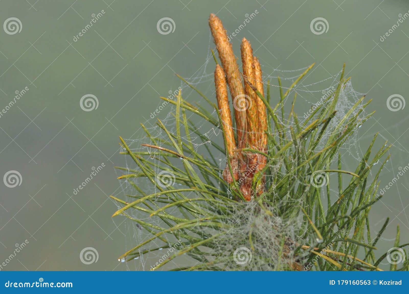 Young Shoots of Pine Growing in Spring on the Tips of the Trees ...