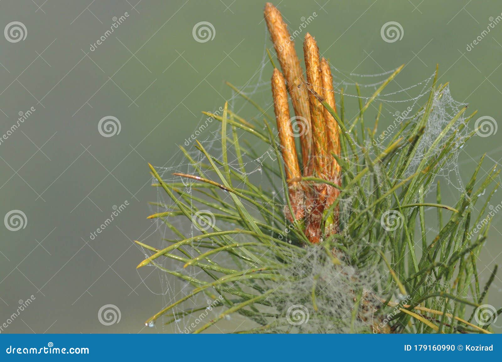 Young Shoots of Pine Growing in Spring on the Tips of the Trees ...