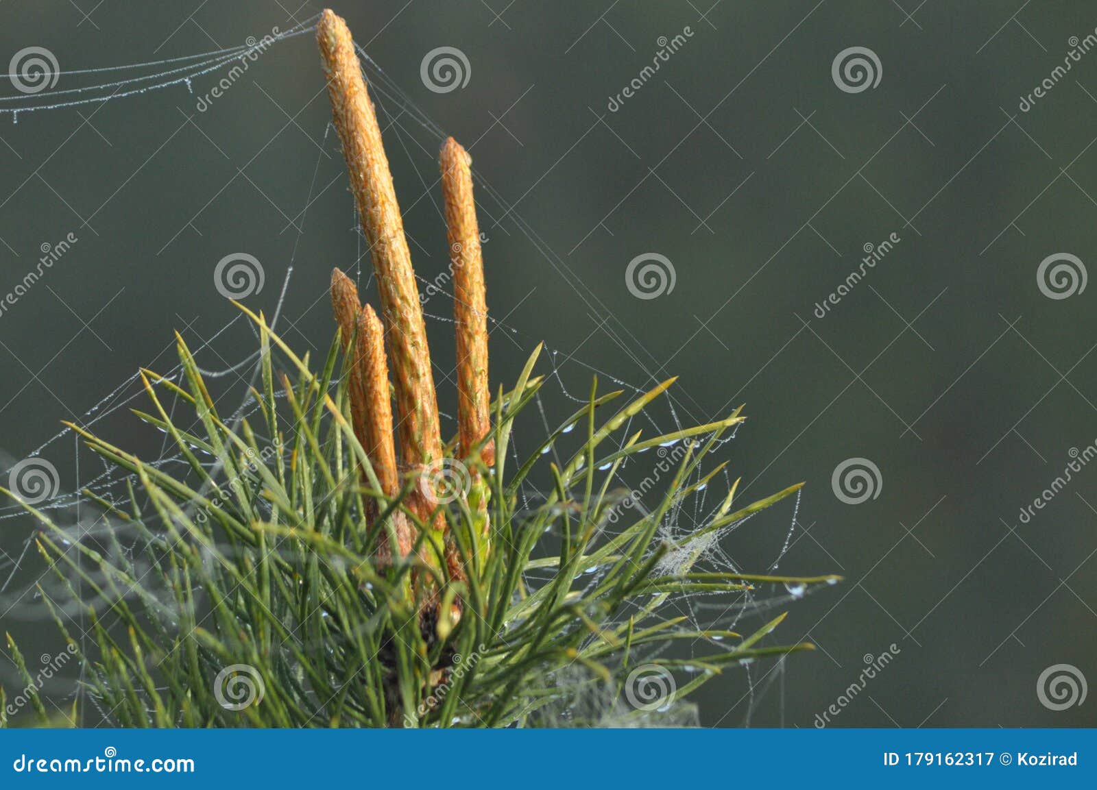 Young Shoots of Pine Growing in Spring on the Tips of the Trees ...