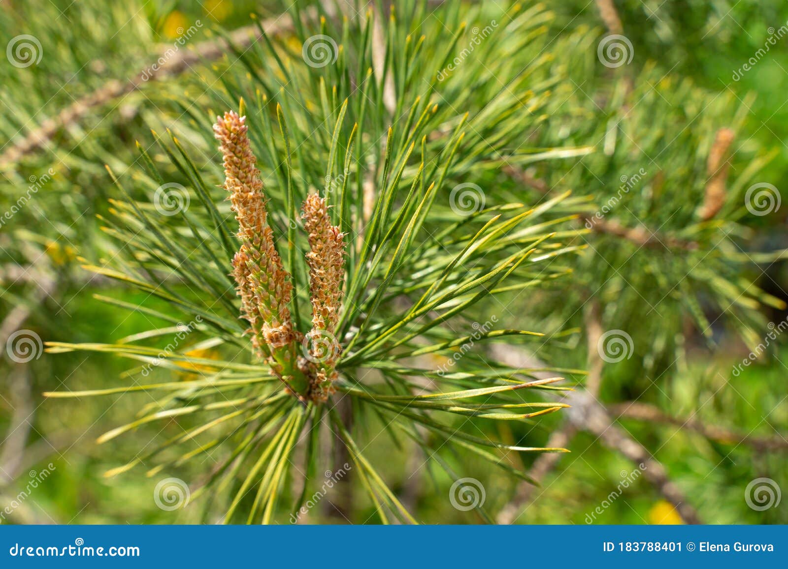 Young shoots of pine stock image. Image of flora, garden - 183788401