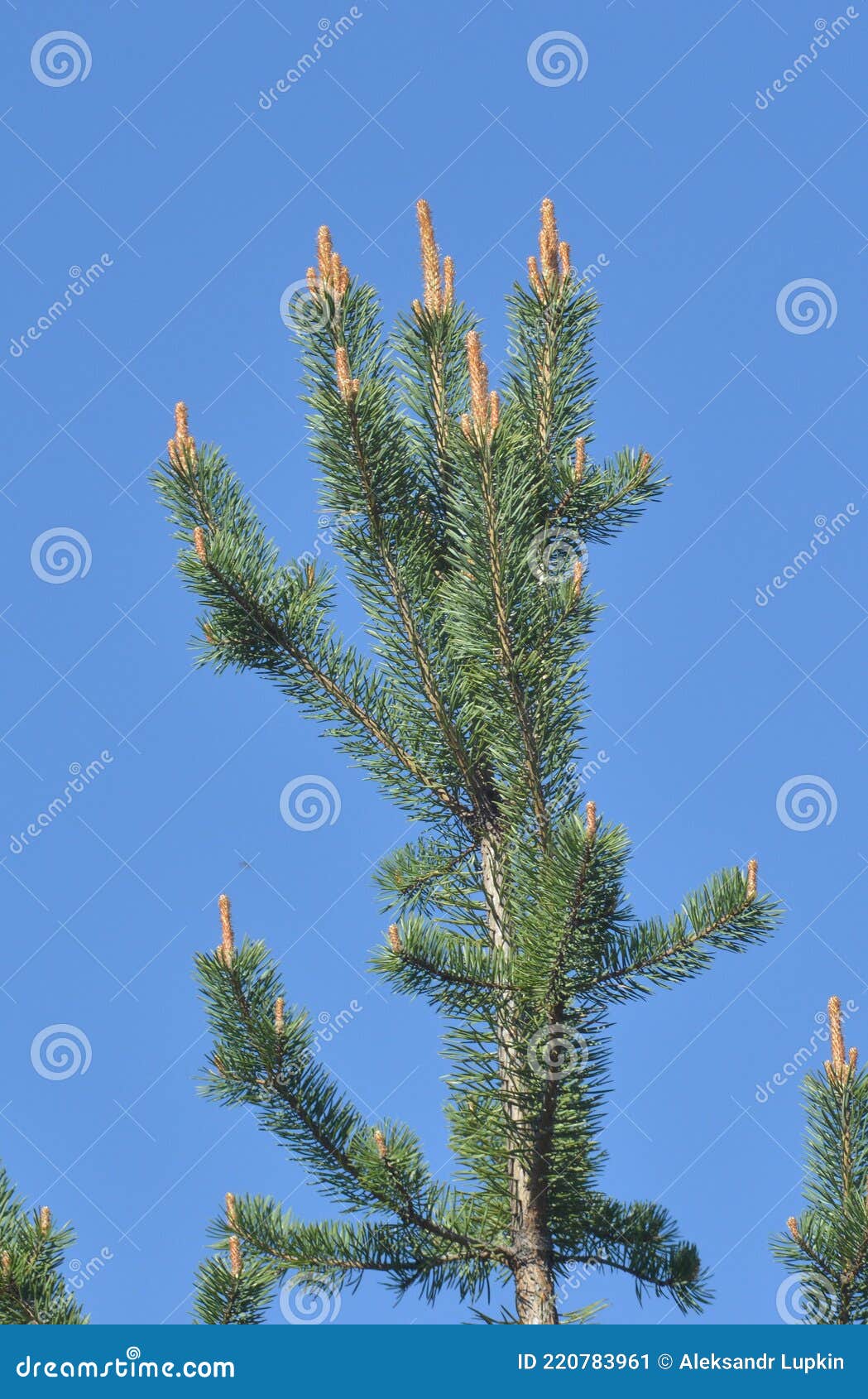 Young Shoots of Pine on Tree Branch Stock Image - Image of kola, young ...