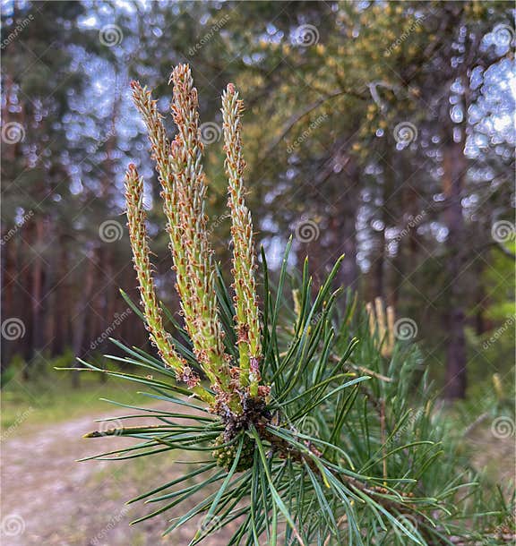 Young Shoots on a Pine Tree Grow in Spring Stock Image - Image of pine ...