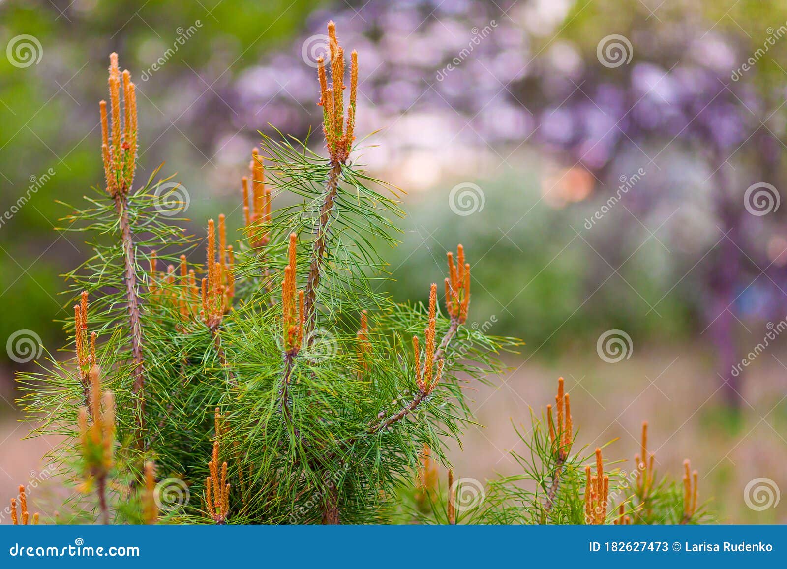 Young Shoots of Pine Trees in the Forest Spring Stock Image - Image of ...