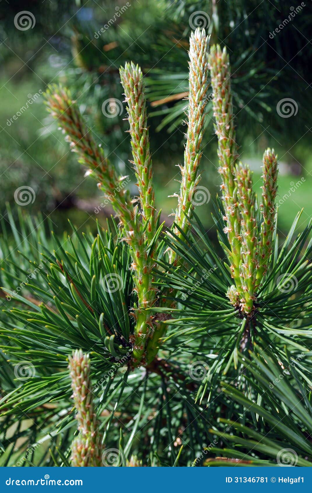 Young shoots of pine trees stock image. Image of close - 31346781