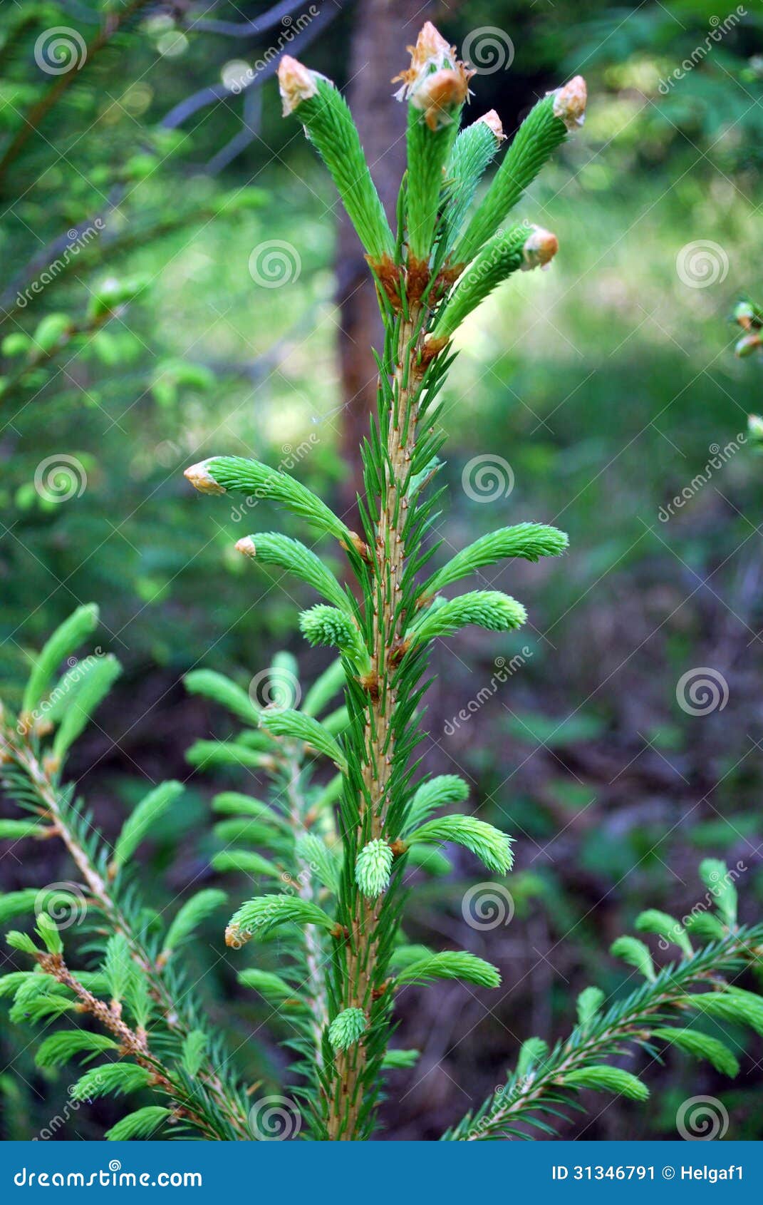 Young shoots of pine trees stock image. Image of branch - 31346791