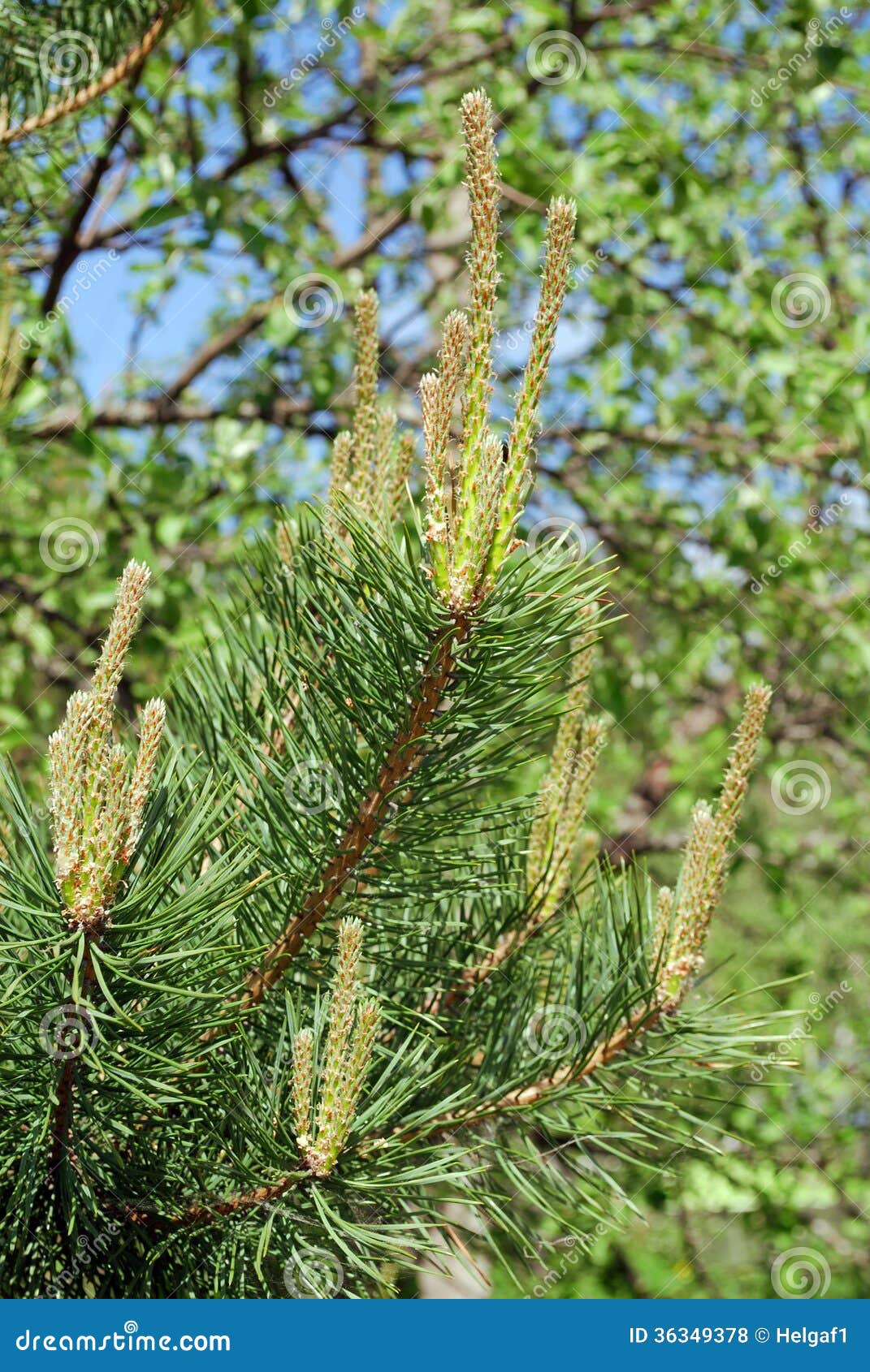 Young Shoots of Pine Trees in the Forest Stock Photo - Image of closeup ...