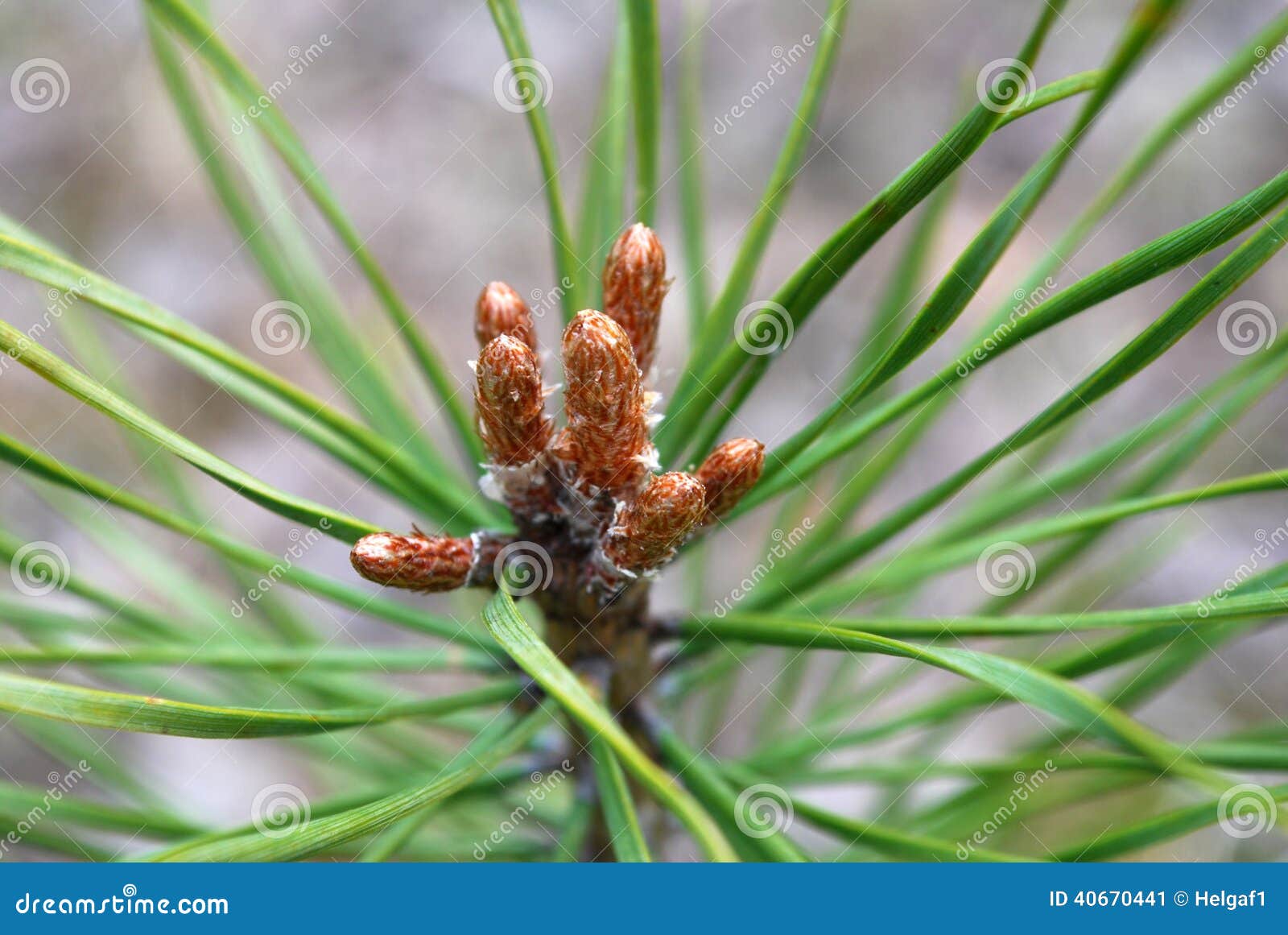 Young Shoots of Pine Trees in the Forest Stock Image - Image of pine ...