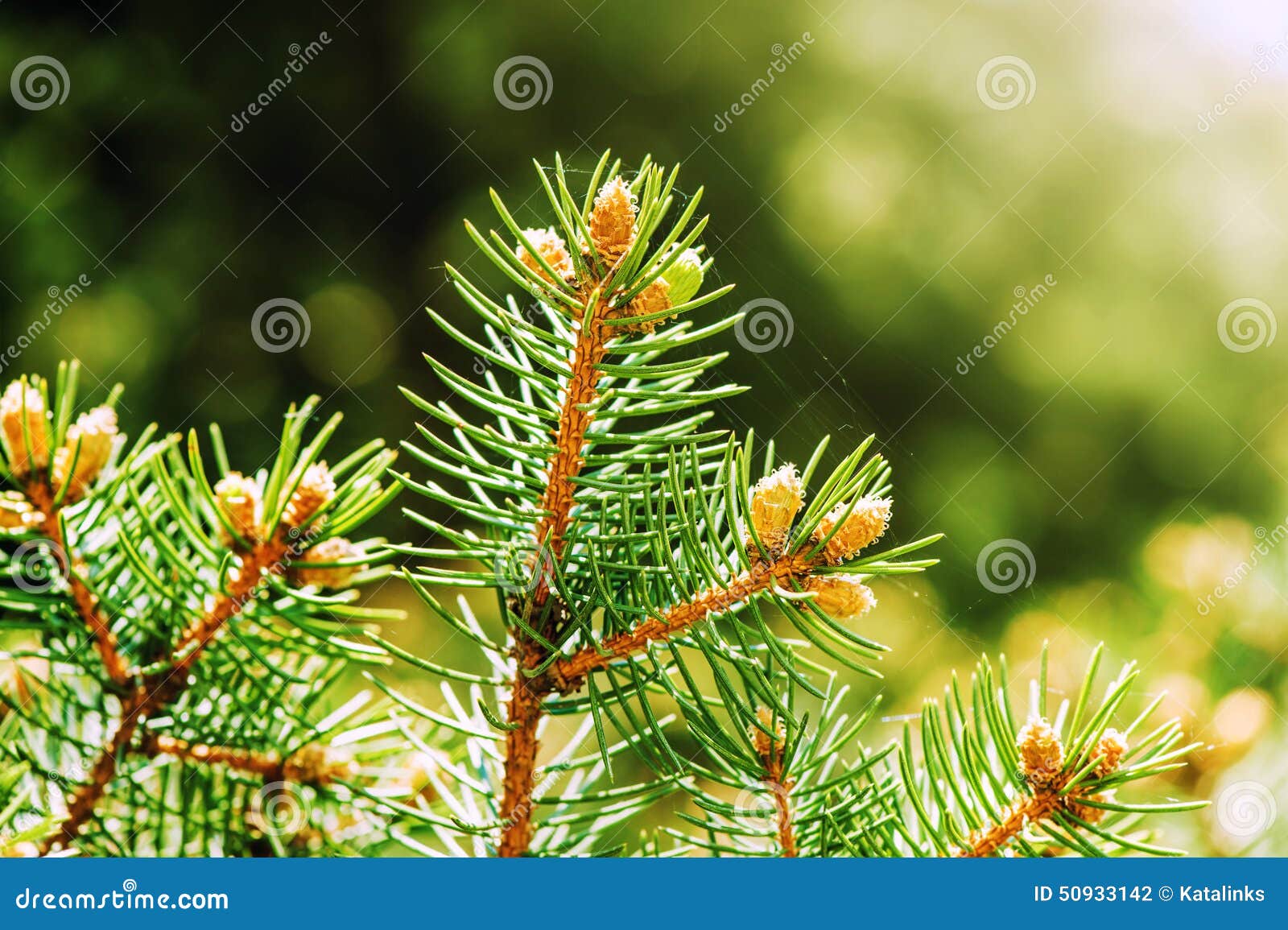 Young shoots of pine trees stock photo. Image of natural - 50933142