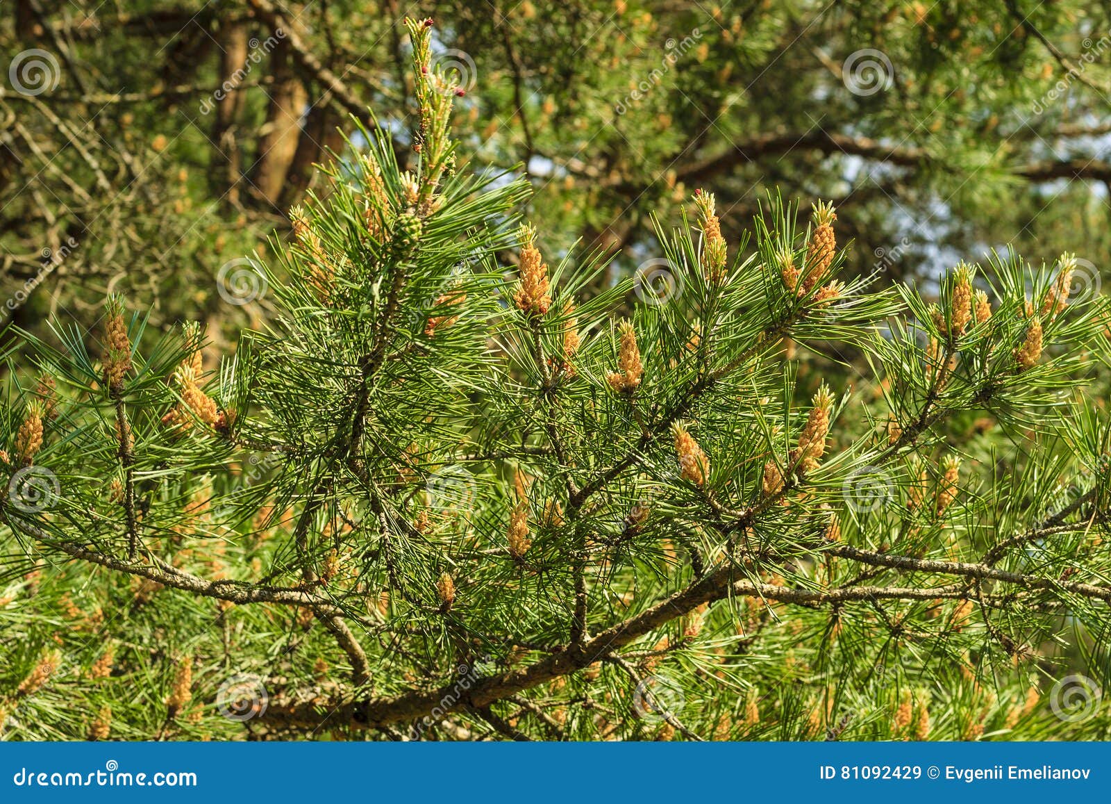 Young Shoots of Pine Trees in the Forest Spring Stock Image - Image of ...