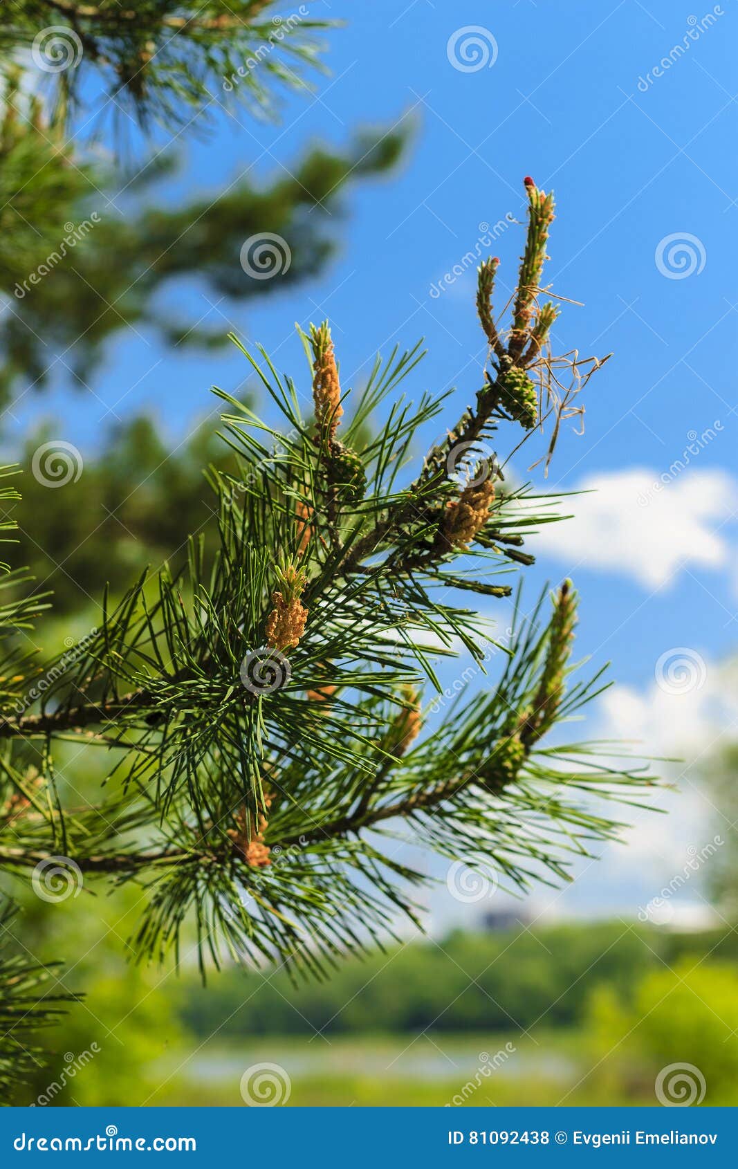 Young Shoots of Pine Trees in the Forest Spring Stock Photo - Image of ...