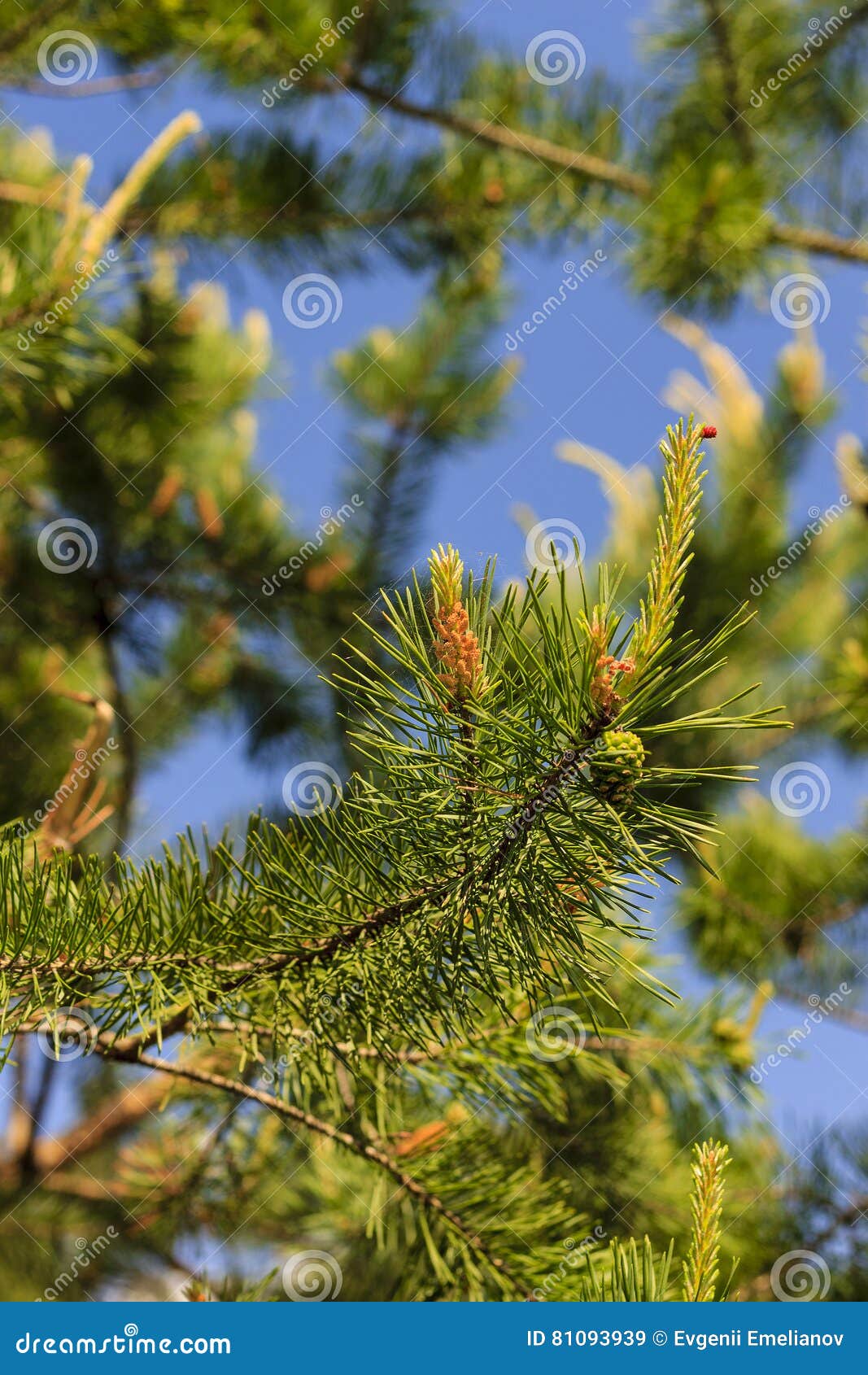 Young Shoots of Pine Trees in the Forest Spring Stock Image - Image of ...