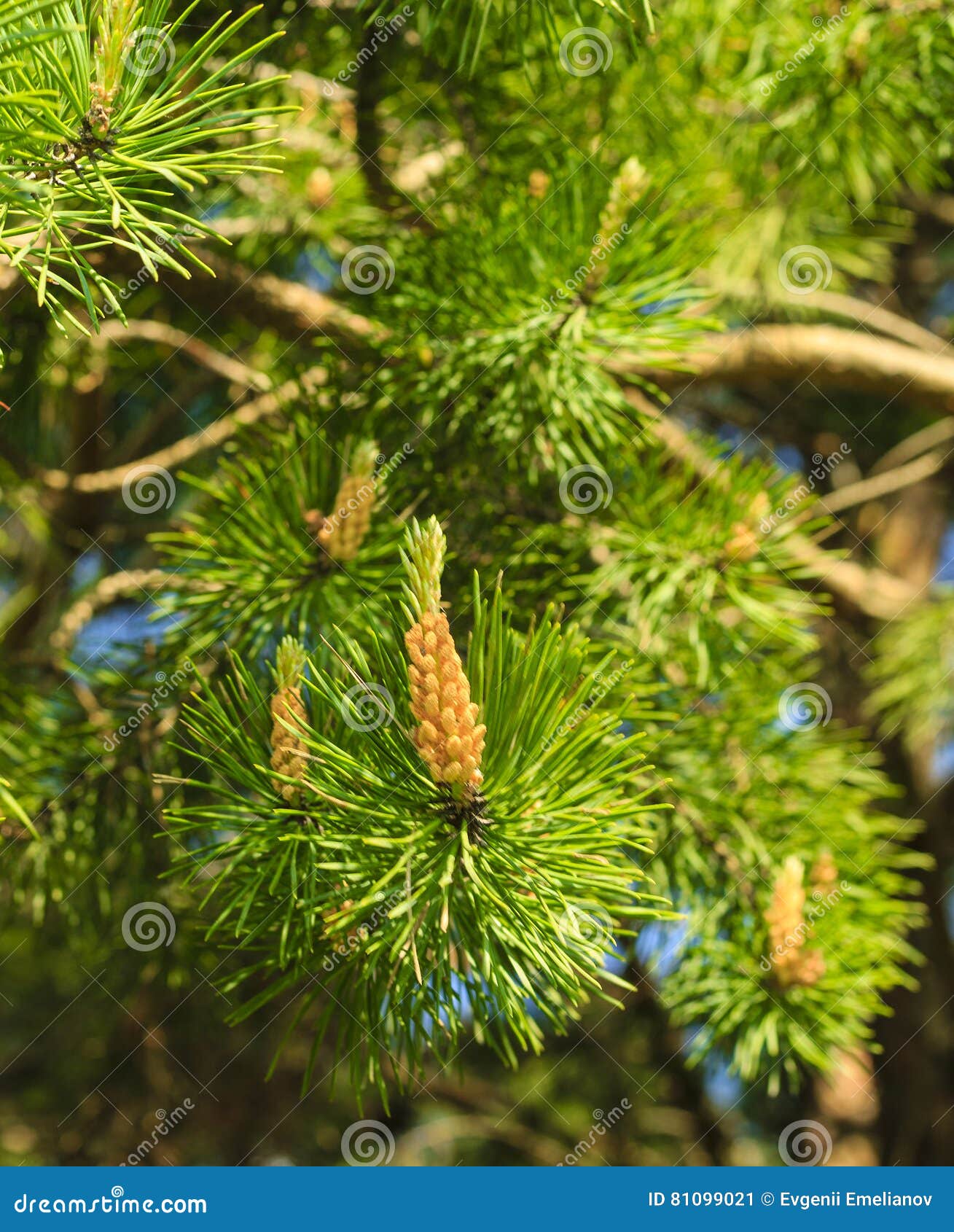 Young Shoots of Pine Trees in the Forest Spring Stock Image - Image of ...