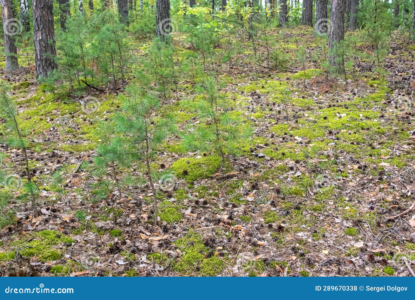 Young Shoots of Pine Trees and the Ground Covered with Moss with Cones ...