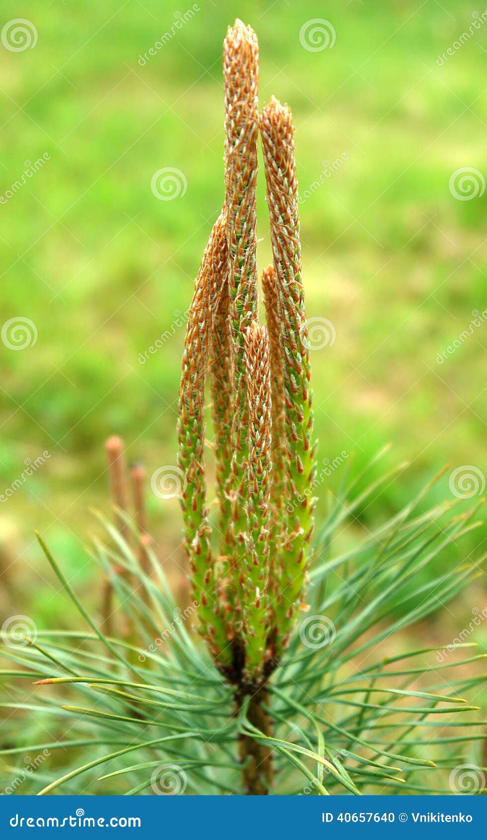 Young shoots of pine stock photo. Image of sensitive - 40657640