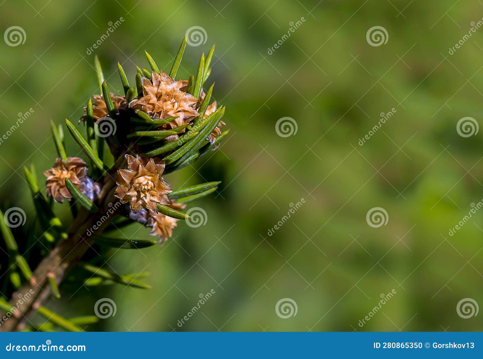 Young Shoots of Pine Trees in the Spring Forest Stock Photo - Image of ...