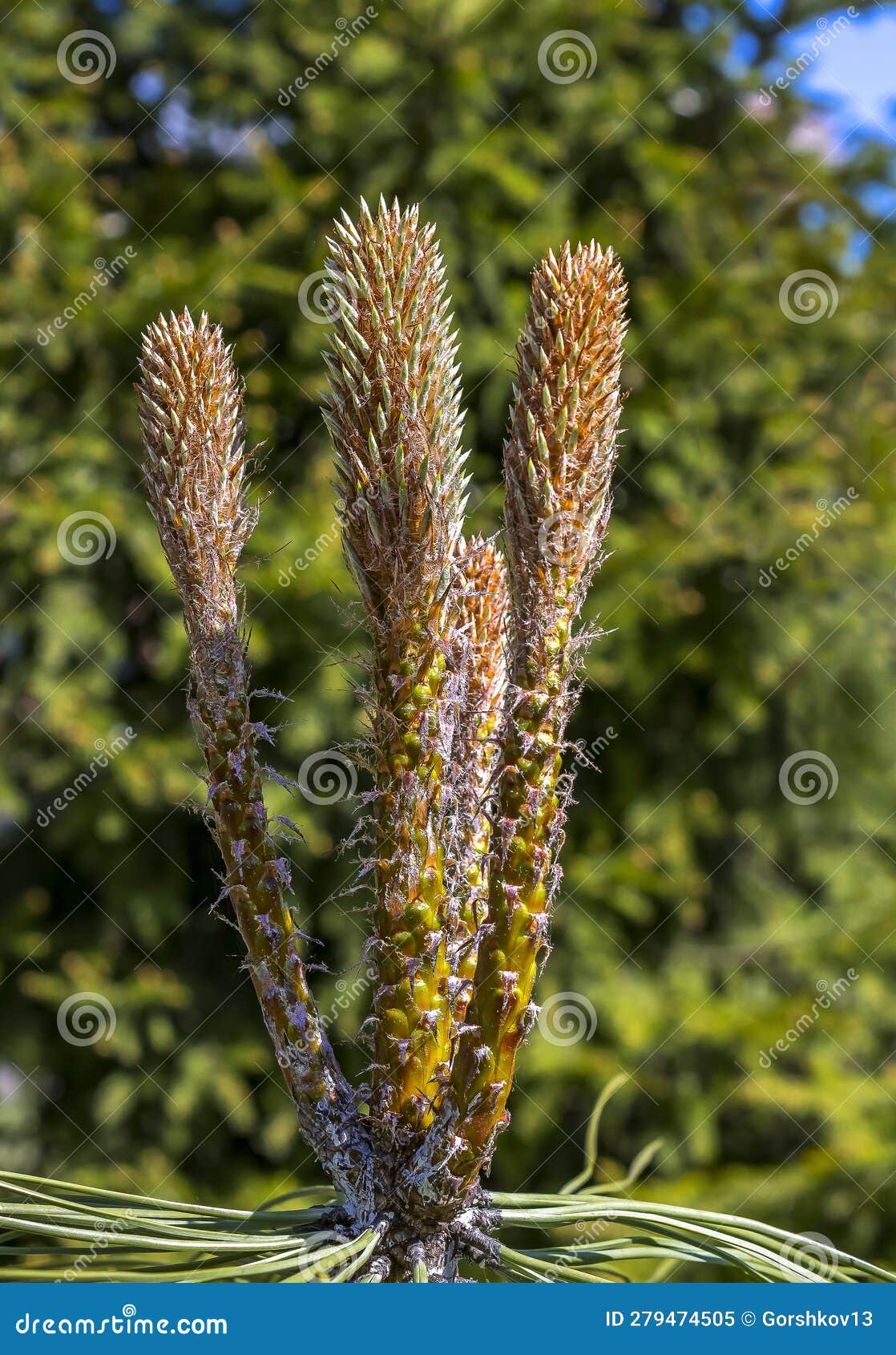 Young Shoots of Pine Trees in the Spring Forest Stock Image - Image of ...