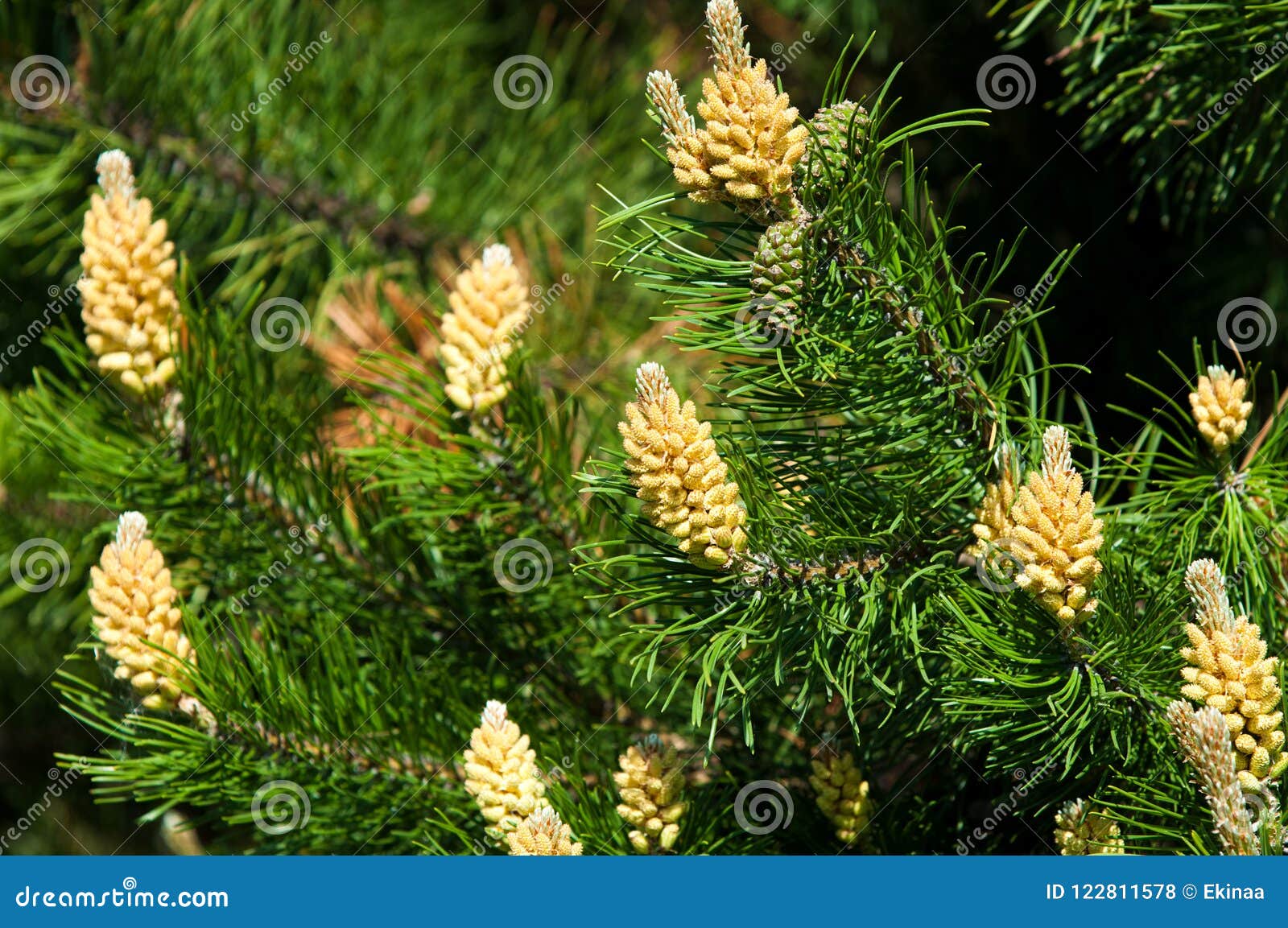 Young shoots of pine stock photo. Image of macro, pine - 122811578