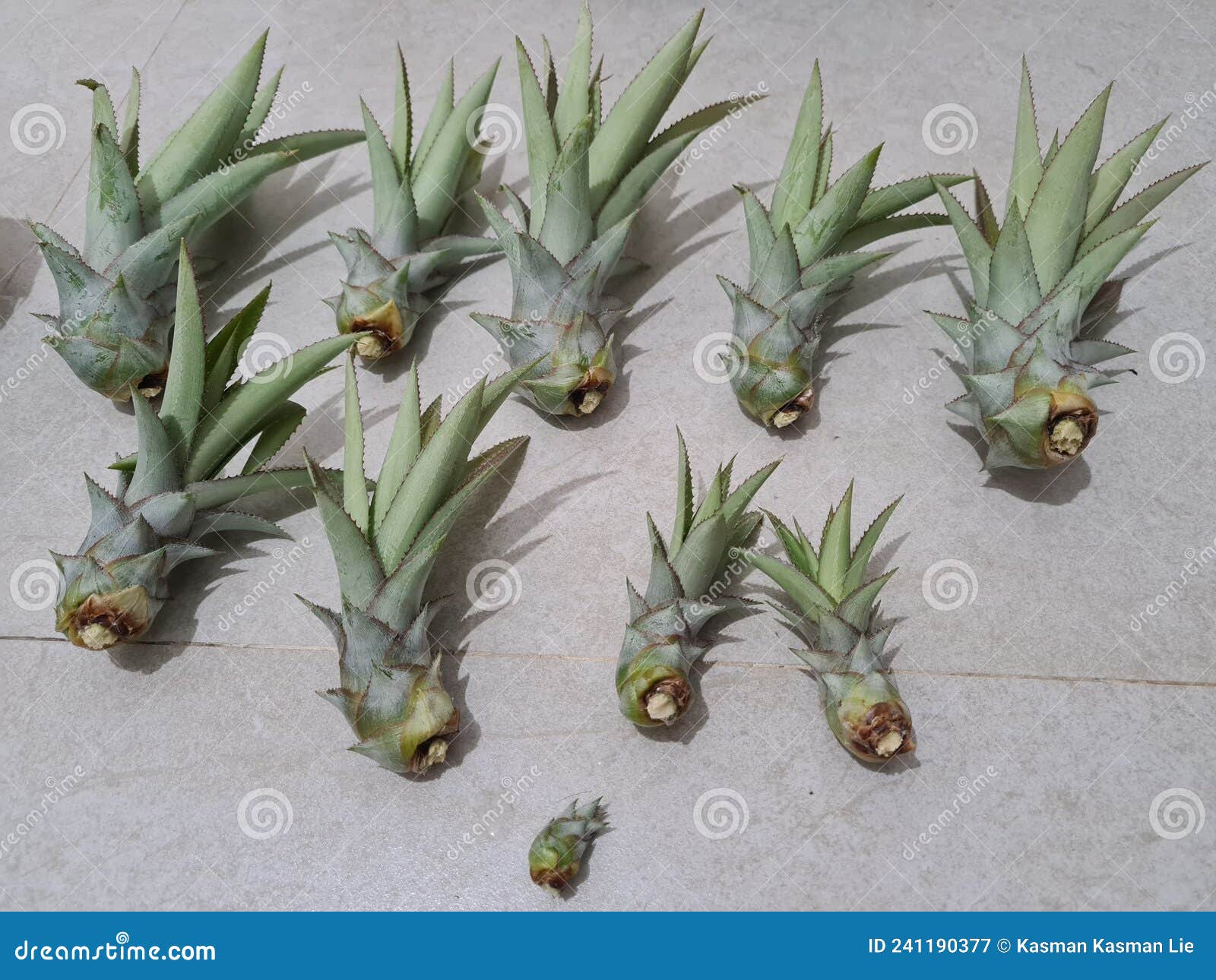 Young Shoots of Pineapple that Have Been Separated Stock Image - Image ...