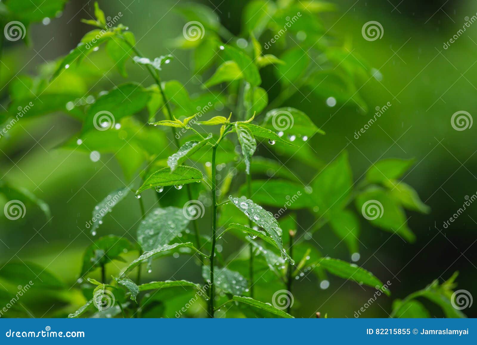The Young Shoots of the Plant. Stock Image - Image of ecology, flora ...