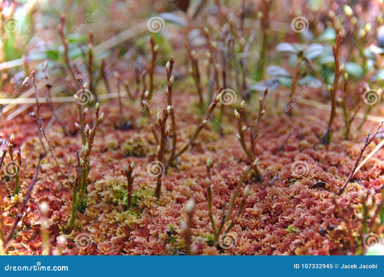 Young Shoots of Plants Break through the Ground. Stock Image - Image of ...