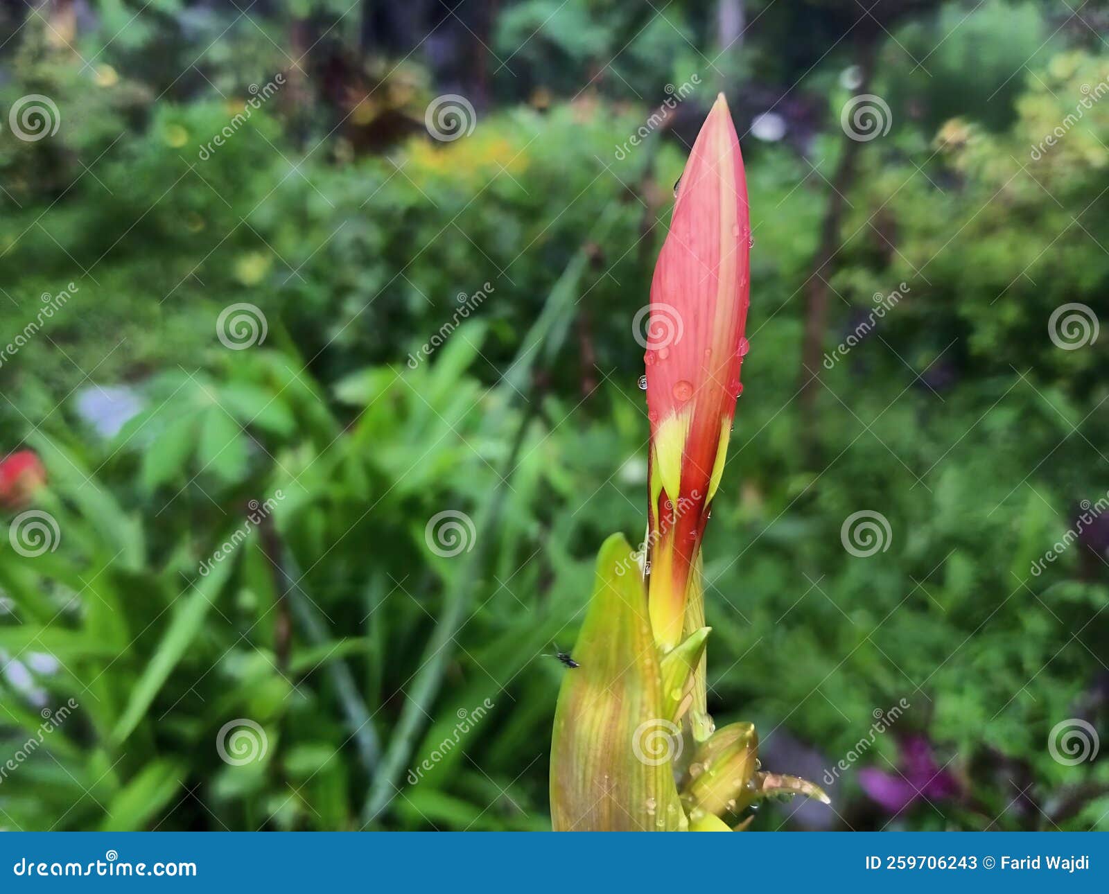 Young shoots of plants stock image. Image of garden - 259706243
