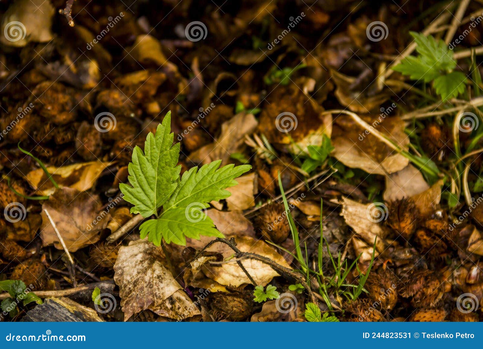 A Young Shoots of Plants among the Dry Shells of Beech Nuts in the ...
