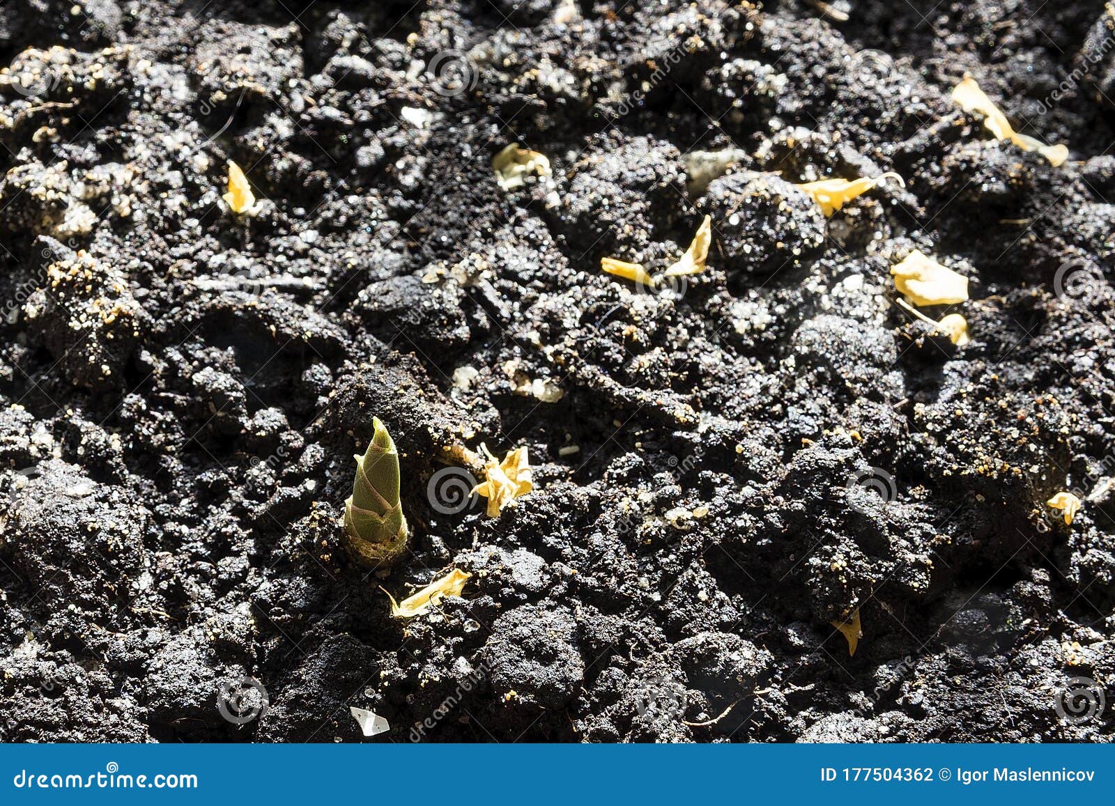 Young Shoots of Plants in the Spring Stock Photo - Image of flowers ...