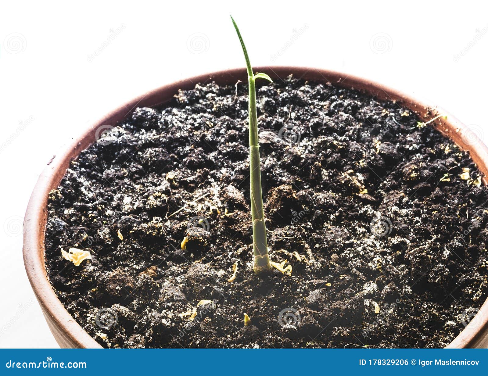 Young Shoots of Plants in the Spring Stock Photo - Image of young ...