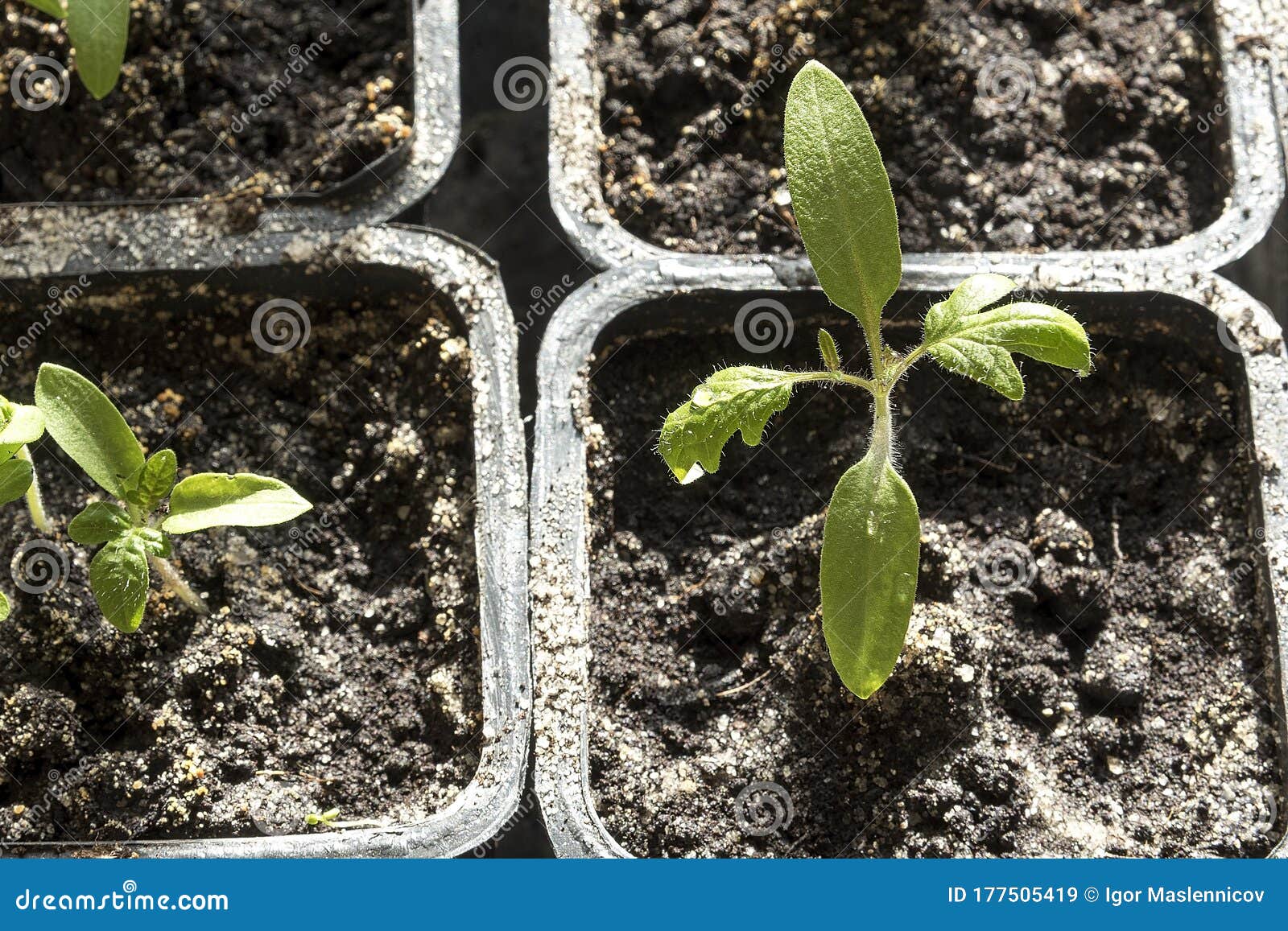 Young Shoots of Plants in the Spring Stock Image - Image of tomato ...