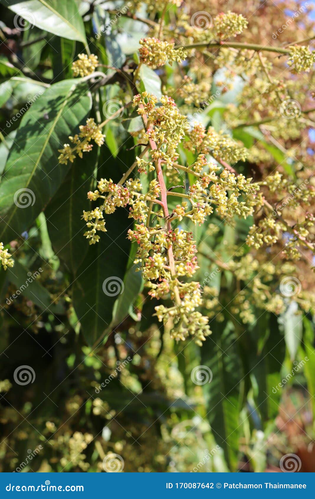 Young Shoots, Pollen, Mango Trees, Outdoors, Selectable Focus Stock ...