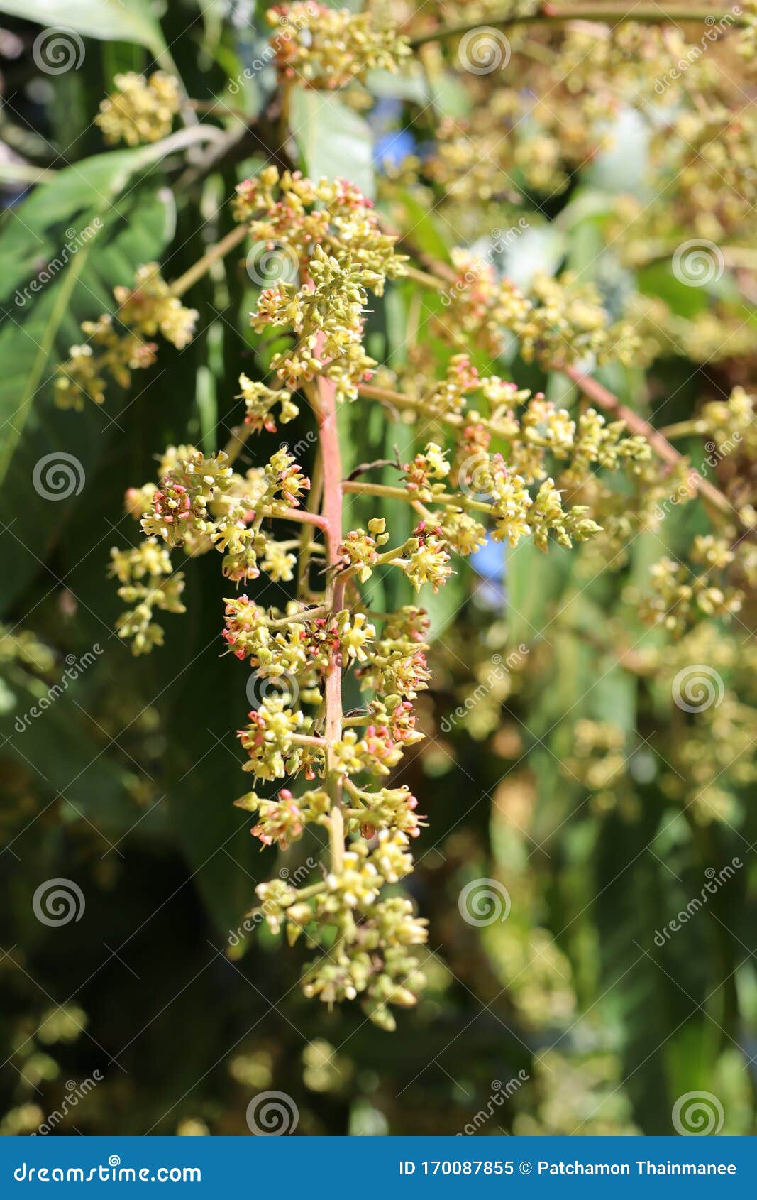 Young Shoots, Pollen, Mango Trees, Outdoors, Selectable Focus Stock ...