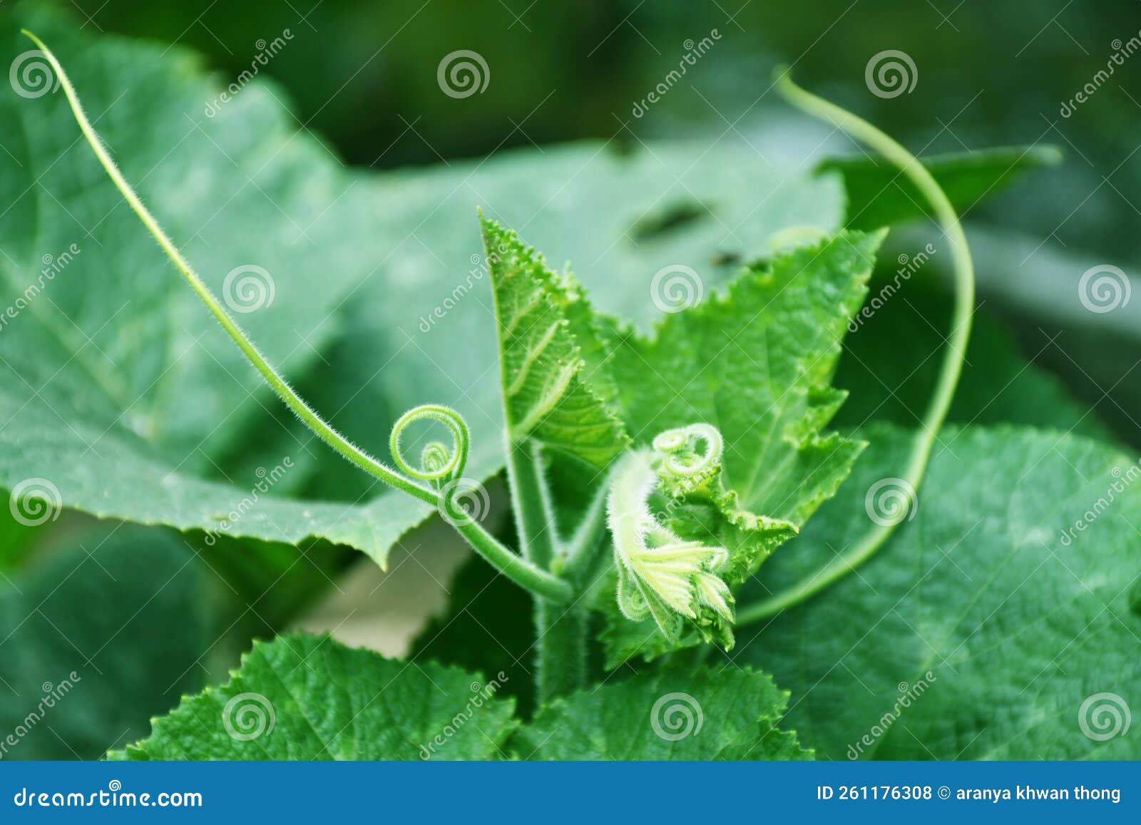 Young Shoots of Pumpkin Trees Stock Photo - Image of sensitive, tree ...