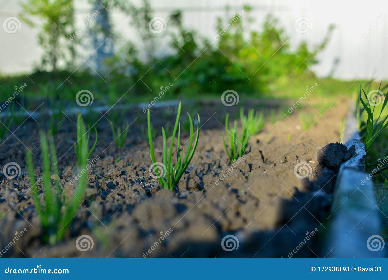 Young Shoots in the Spring Garden. Young Onion Sprouts Stock Image ...