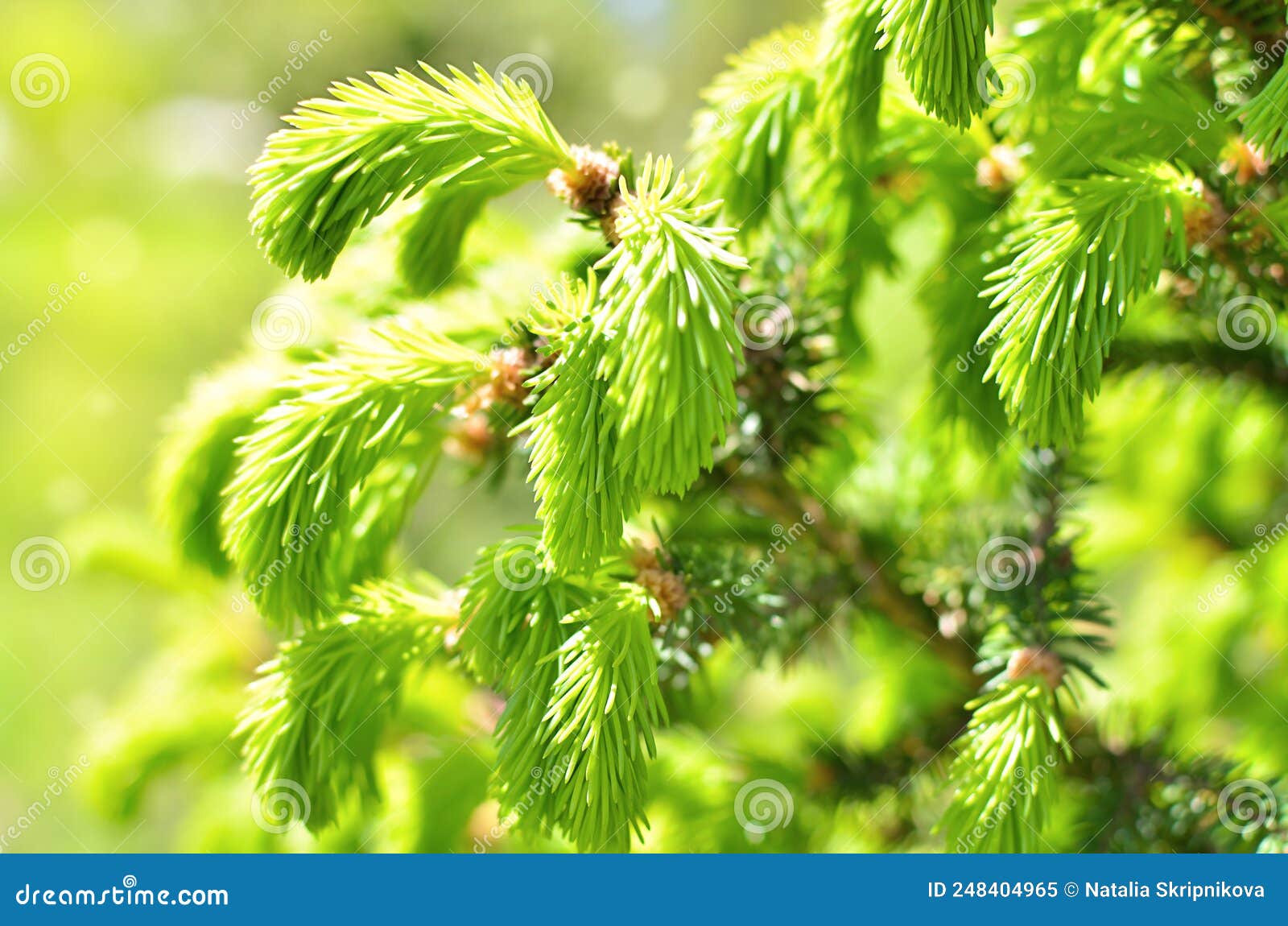 Young Shoots of Spruce Branches Stock Image - Image of wallpaper, green ...