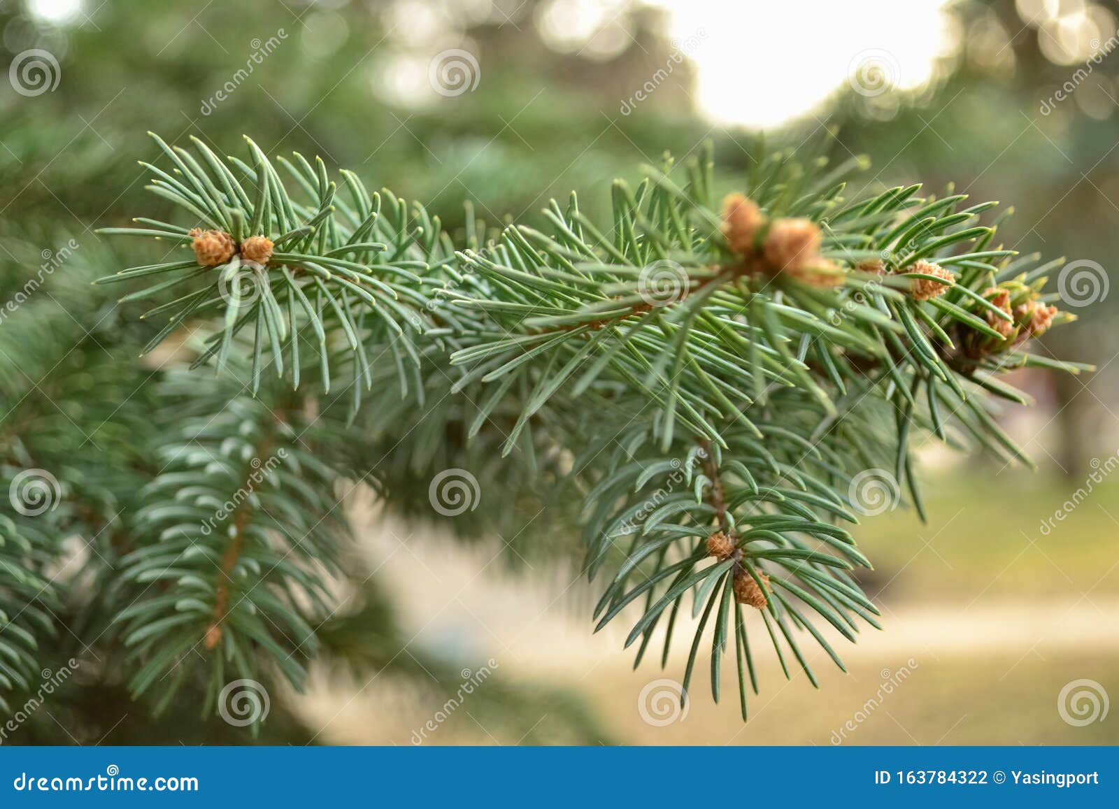 Young Shoots on Spruce Branches in a Park Stock Photo - Image of ...