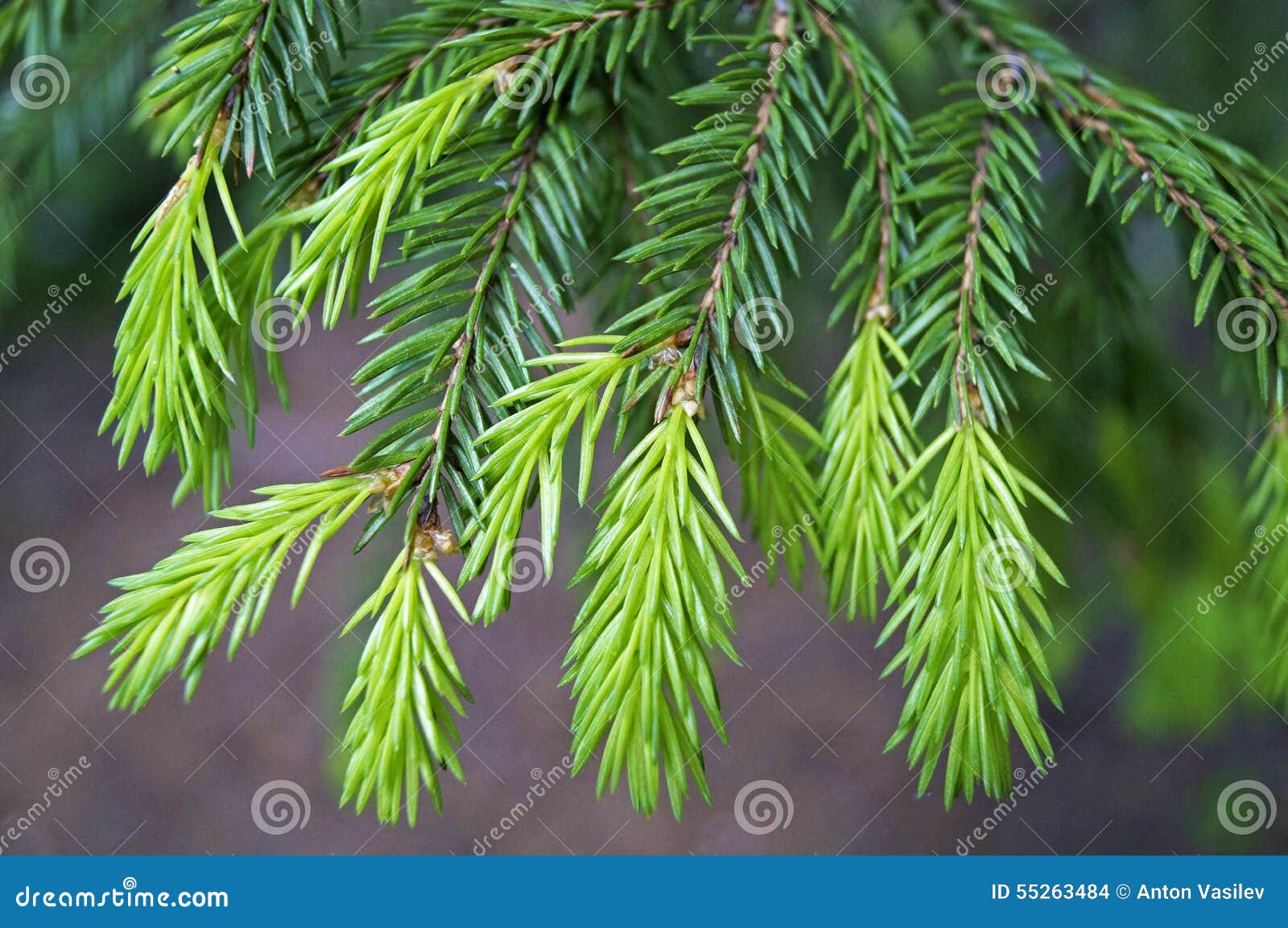Young Shoots of Spruce Branches Stock Photo - Image of picea, beginning ...