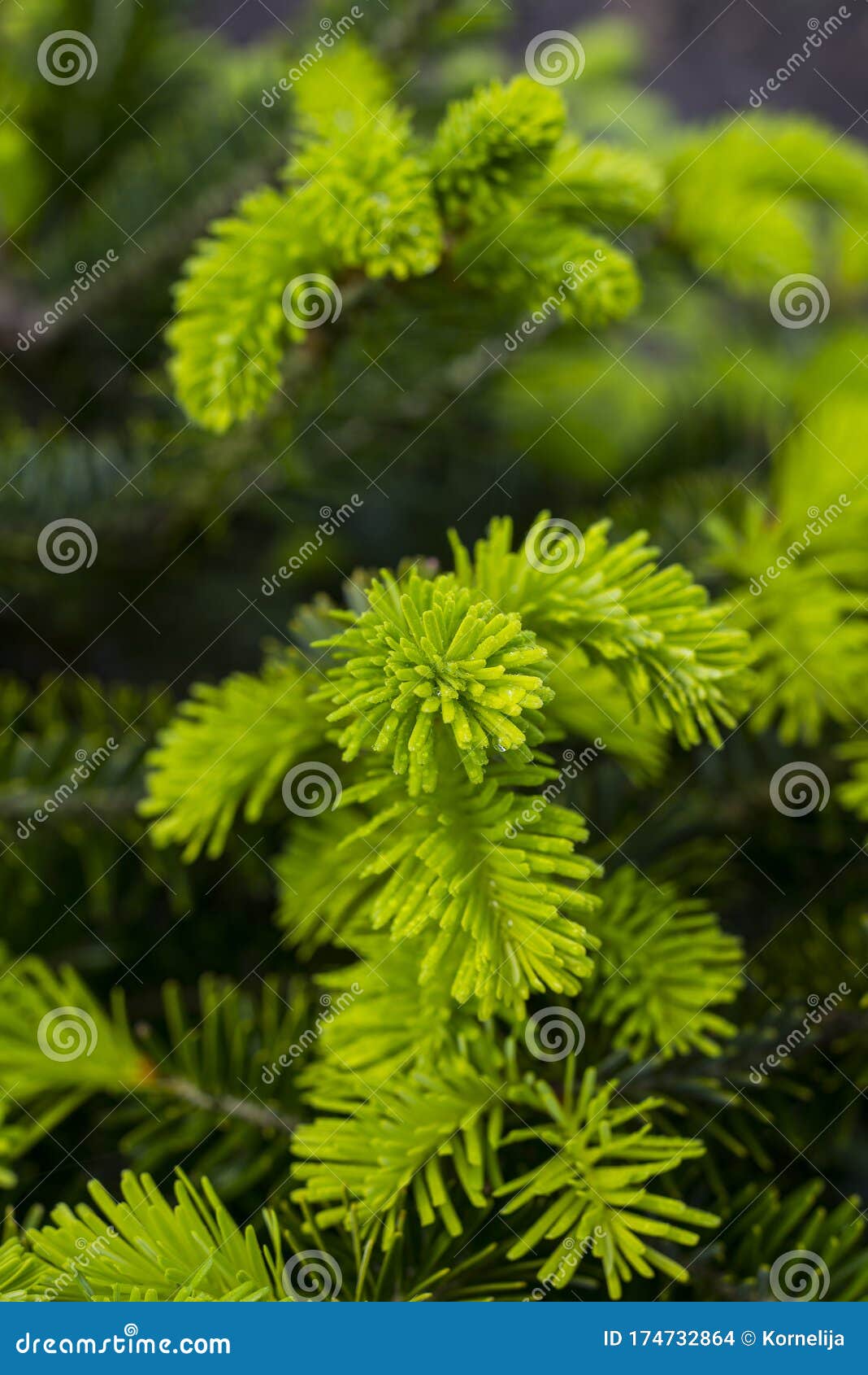 Young Shoots on Spruce Branches Stock Photo - Image of shoots, spruce ...