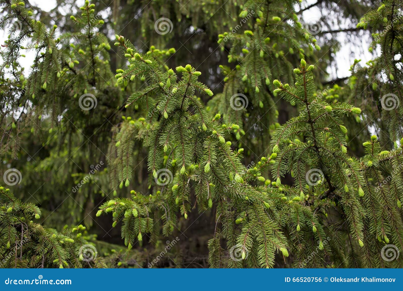 Young shoots of spruce stock photo. Image of evergreen - 66520756